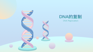 DNA的复制_火花学院